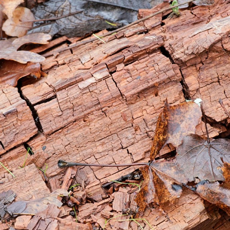 Wet Rot Treatment | BCP Damp Proofing